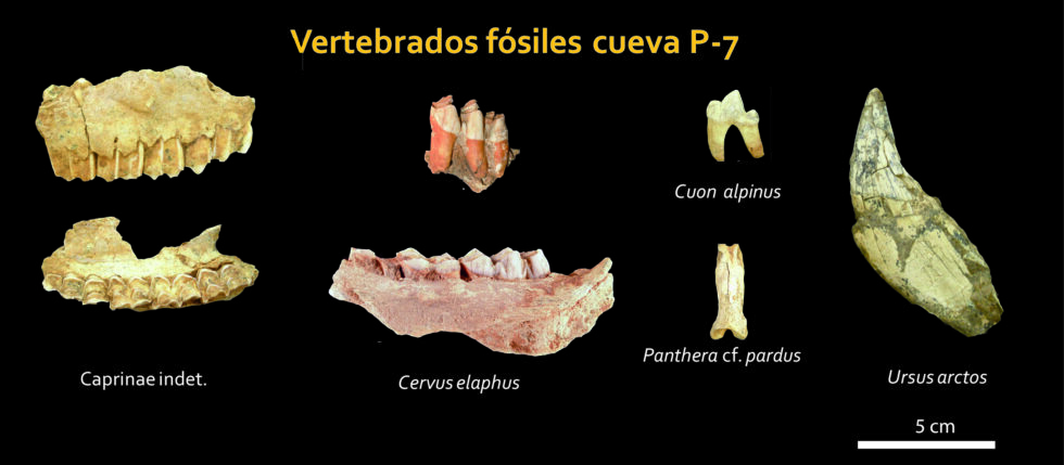 Aguilón P7, Aguilón, Zaragoza | Aragosaurus