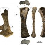 Angolatitan, un nuevo dinosaurio fuera de tiempo | Aragosaurus