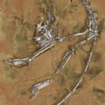 Archicebus, el esqueleto fósil más antiguo de un primate. | Aragosaurus