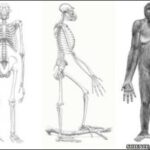 Todo lo que usted quería saber sobre Ardipithecus | Aragosaurus
