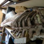 Descubriendo los secretos del dinosaurio argentino Macrogryphosaurus ...