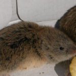 Un nuevo estudio sobre el clima del Pleistoceno superior | Aragosaurus