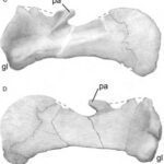 Un nuevo estudio sobre el saurópodo Rayososaurus | Aragosaurus