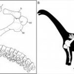 Entendiendo la evolución de los primeros saurópodos modernos | Aragosaurus