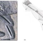 Un nuevo rostro para Prejanopterus, el pterosaurio riojano | Aragosaurus
