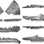 Aragosaurus ayuda a resolver un enigma sobre dos reptiles de hace 150 ...