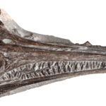 El “reptil bacalao”, una nueva especie de ictiosaurio del Jurásico ...